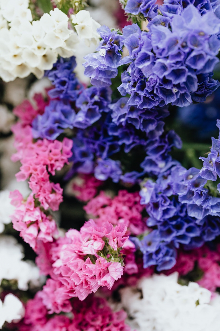 How to attract butterflies to your garden? Plant these 10 aromatic flowers