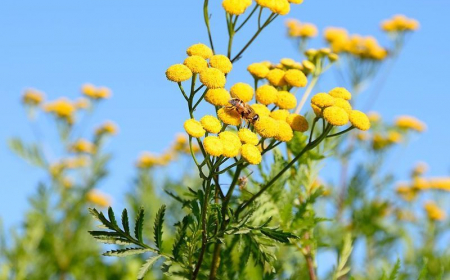 3+ Plants Guaranteed To Repel Ticks From The Garden