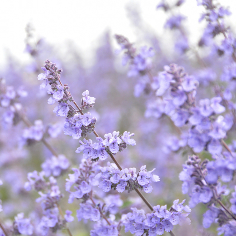 3+ Plants Guaranteed To Repel Ticks From The Garden