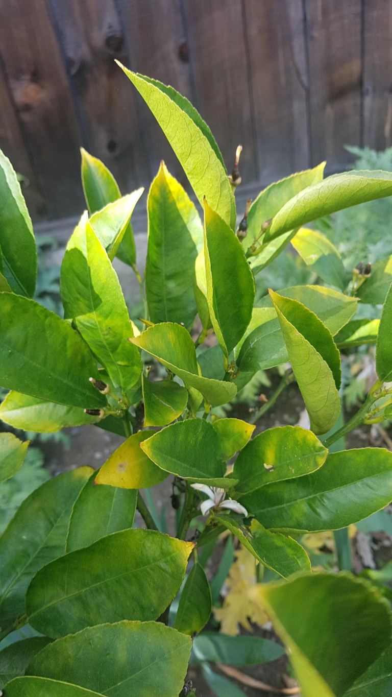 How to Grow a Healthy & Zesty Lemon Tree from Seed in 8 Easy Steps