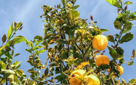 Ultimate Guide: How to grow a lemon tree from seed