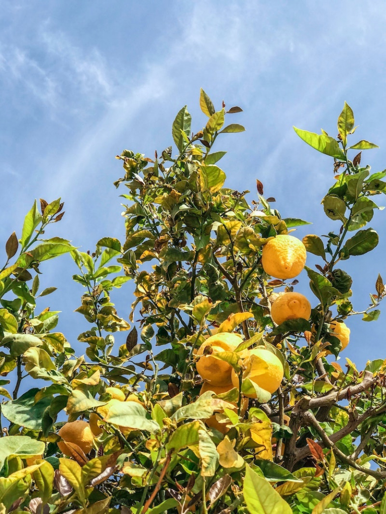 How to Grow a Healthy & Zesty Lemon Tree from Seed in 8 Easy Steps