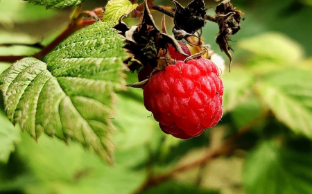 How to wash and store raspberries so they stay fresh for longer