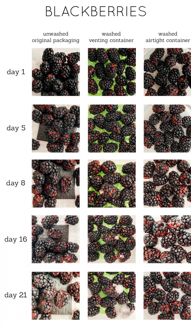 How to ACTUALLY Wash and Store Blackberries to Keep them Juicy