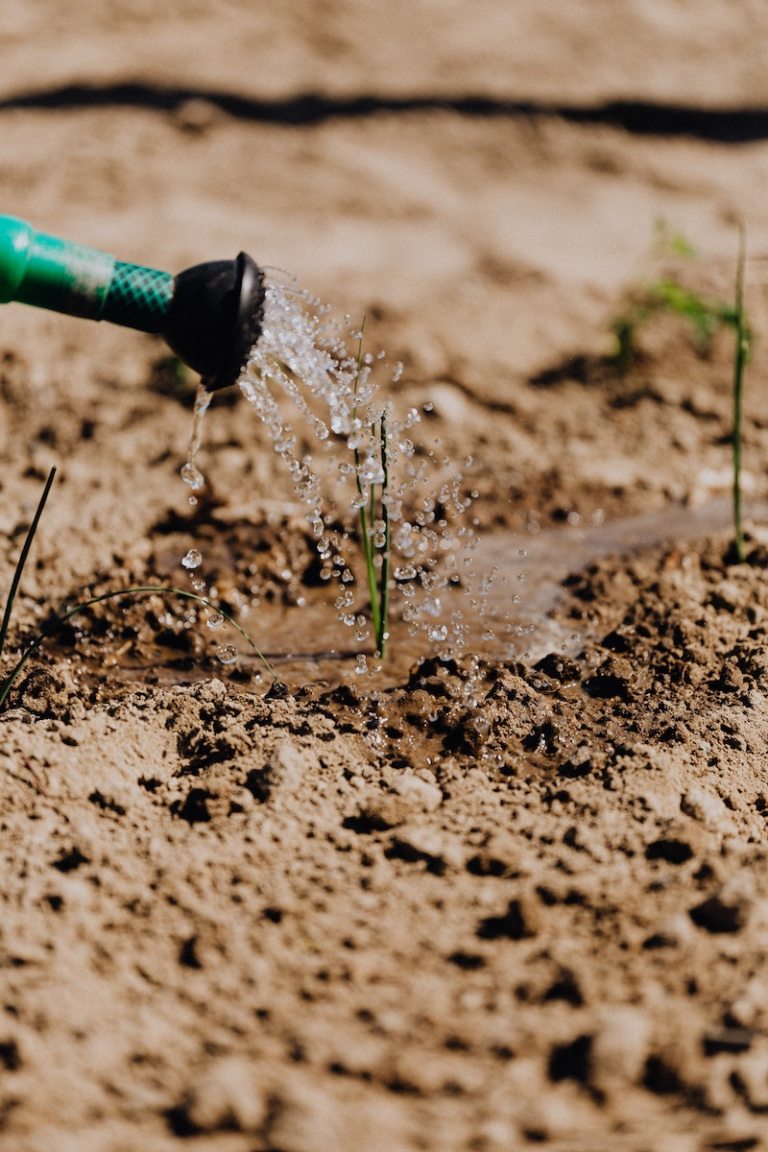 6 Essential Spring Gardening Tips to Prepare Your Garden for the Season