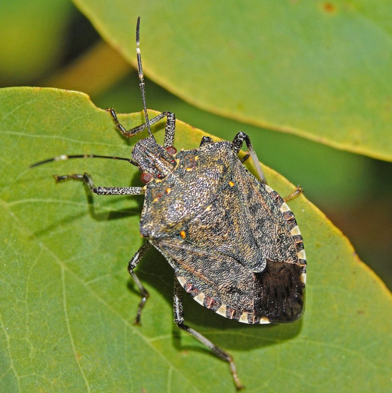 How To Get Rid Of Stink Bugs: 11+ Tips And Tricks