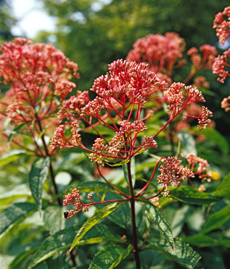 10 Best Flowers for Bees: How to Make Your Garden a Bee-Friendly Oasis