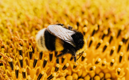 The Best Flowers for Bees: 10 plants that will make your garden a bee ...