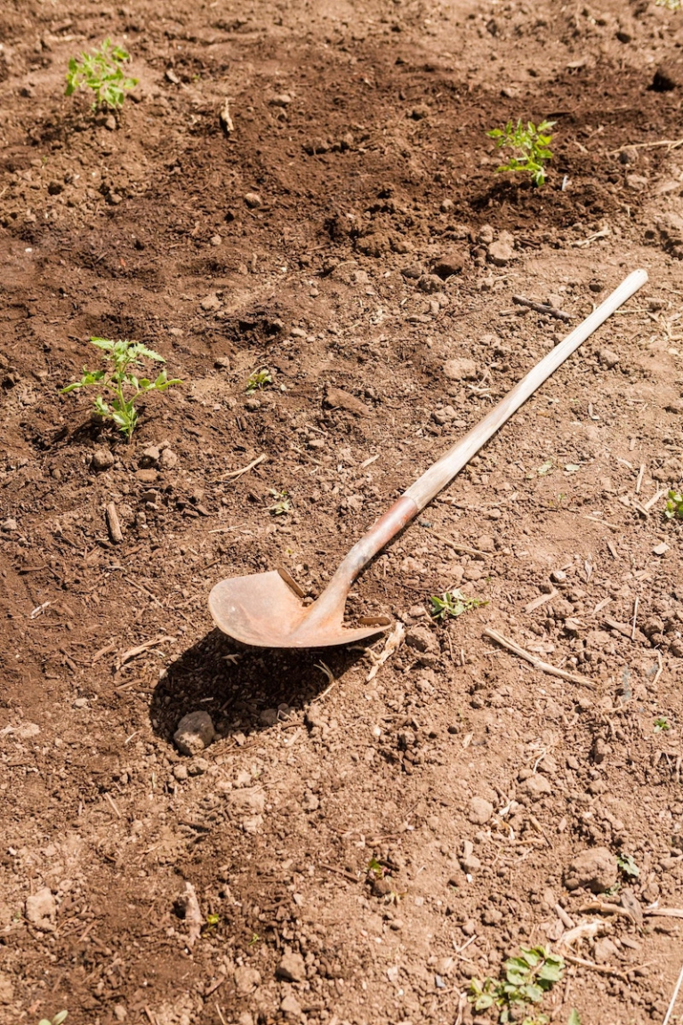 6 Essential Spring Gardening Tips to Prepare Your Garden for the Season