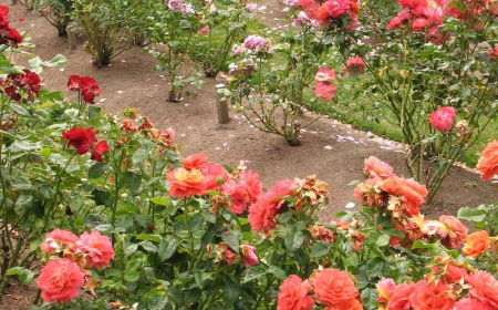 Miniature Roses: Complete guide for growing and taking care of mini roses