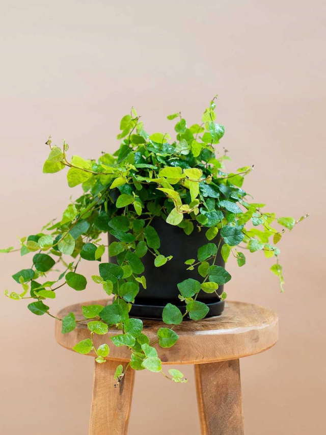 10 Vining Plants that will Transform your Home & Garden into a Fairy-Tale