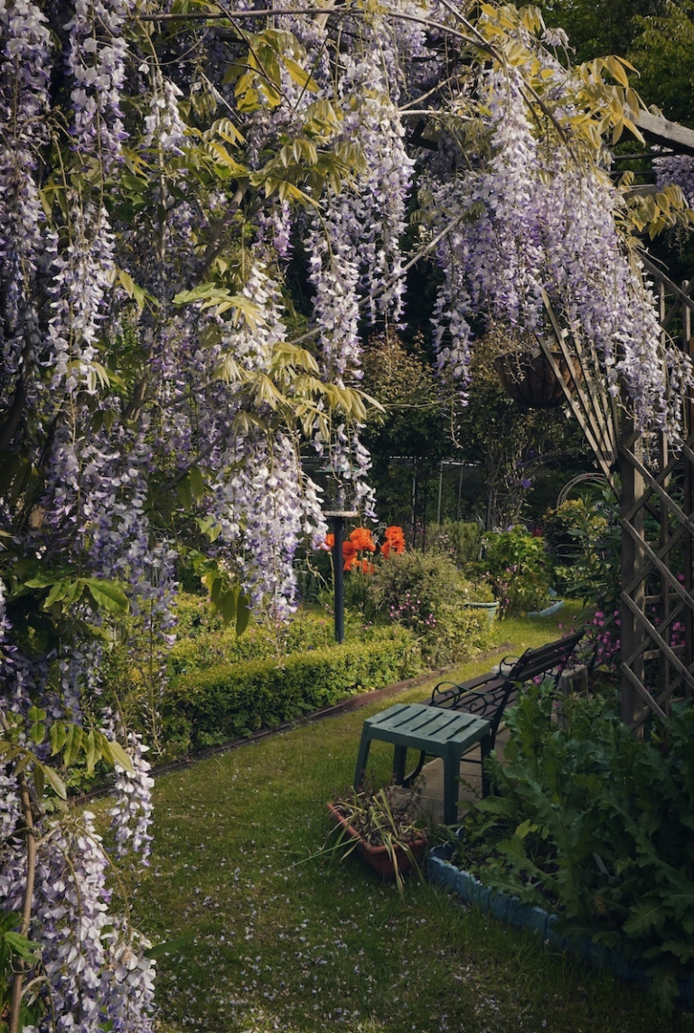 10 Vining Plants that will Transform your Home & Garden into a Fairy-Tale