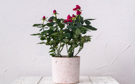 Miniature Roses: Complete guide for growing and taking care of mini roses