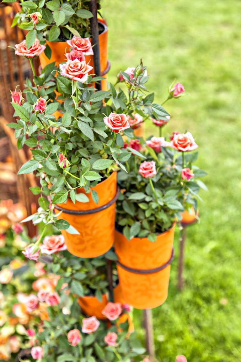 Miniature Roses: Complete Guide for Growing & Taking Care of Mini Roses