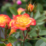 Miniature Roses: Complete Guide for Growing & Taking Care of Mini Roses