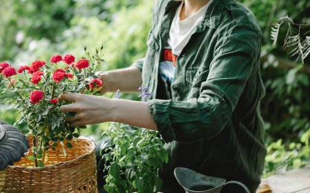 Miniature Roses: Complete guide for growing and taking care of mini roses