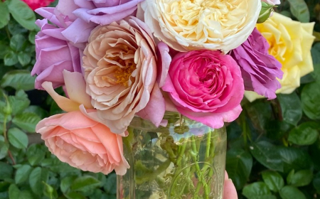 Miniature Roses: Complete guide for growing and taking care of mini roses