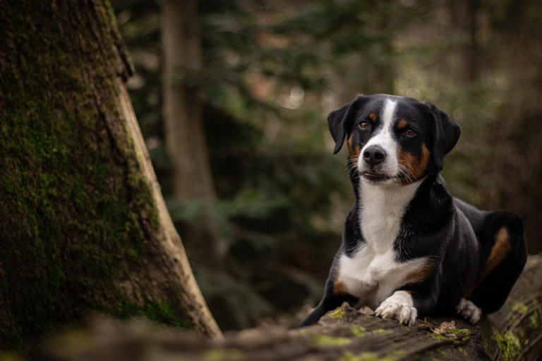 9 Best Guard Dogs: Perfect For Protecting Your Family