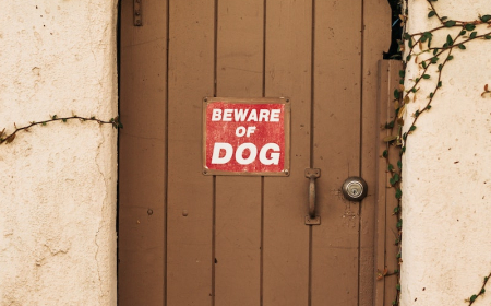 9 Best Guard Dogs: Perfect For Protecting Your Family