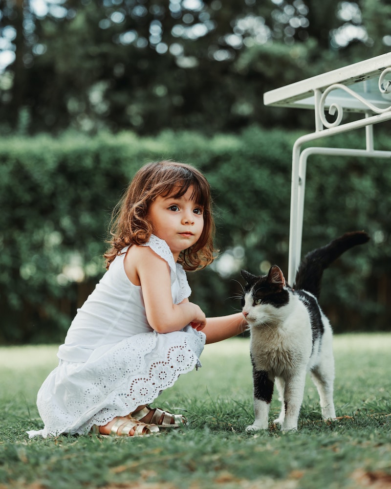 The 7 Best Kid-Friendly Cat Breeds: Loving and Calm