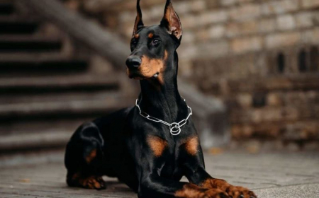 9 Best Guard Dogs: Perfect For Protecting Your Family