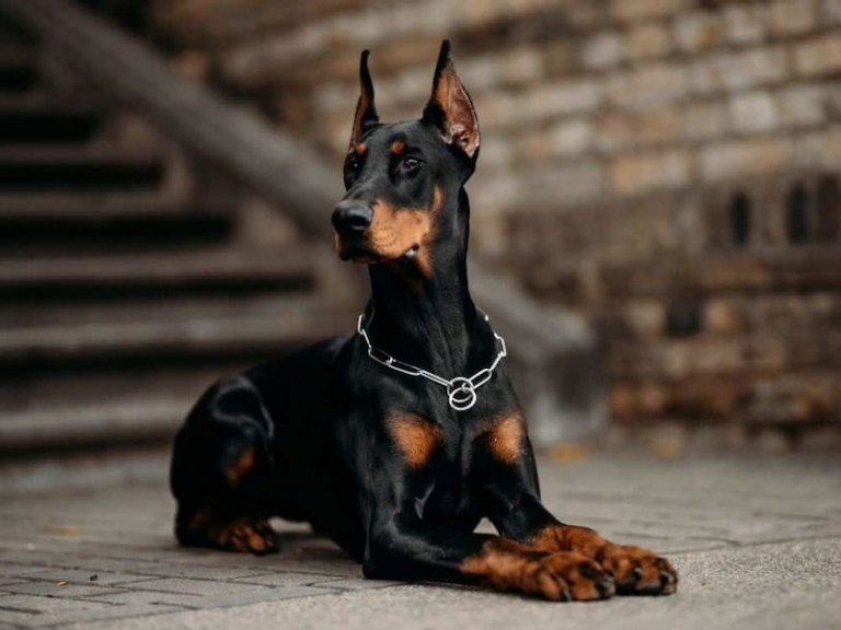 9 Best Guard Dogs: Perfect For Protecting Your Family
