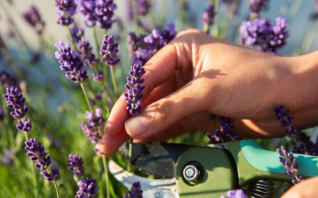 When and How To Prune Lavender The Right Way, According To Gardeners