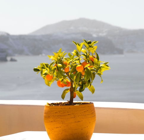 How to grow an orange tree from seed: Complete Guide