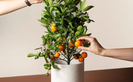 How to grow an orange tree from seed: Complete Guide