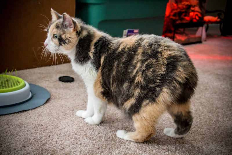 The 7 Best Kid-Friendly Cat Breeds: Loving and Calm