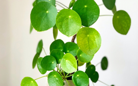 11 Beginner-Friendly Plants That Can Live for Weeks Without Water