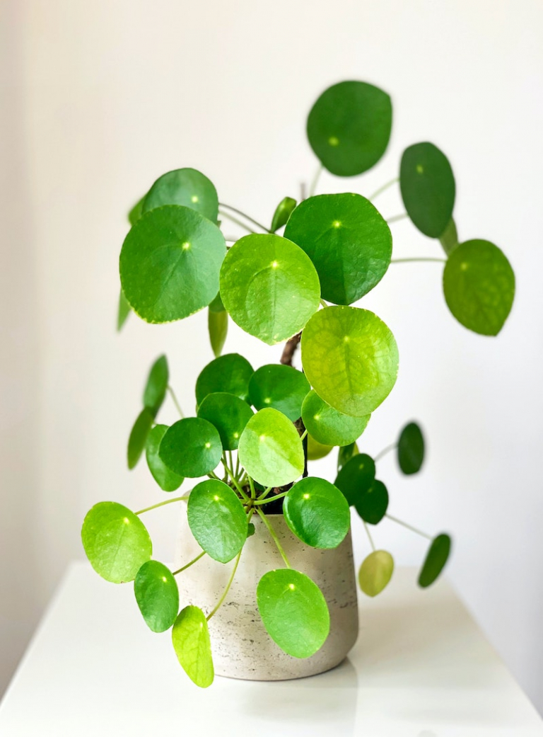 11 Cool Plants That Can Live for Weeks Without Water (Beginner-Friendly)