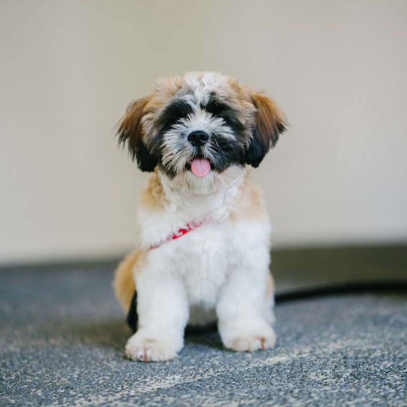 5 Small Calm Dog Breeds Perfect For Apartment Living And Company
