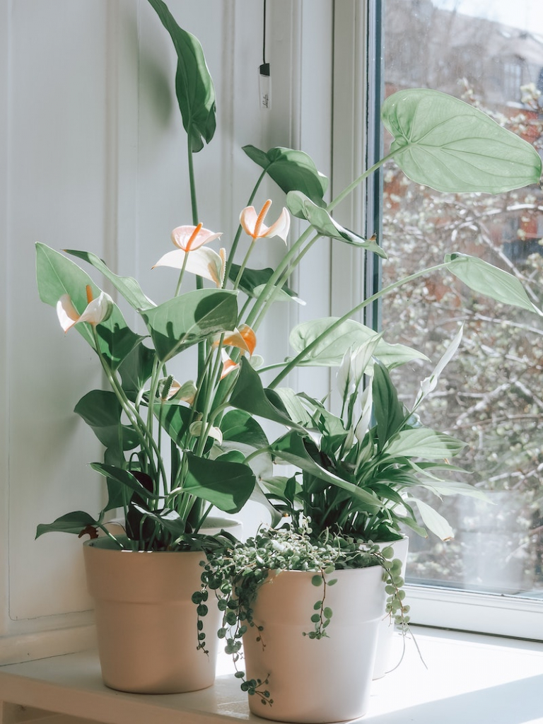 5 Houseplants That Will Absorb Negative Energy From Your Home