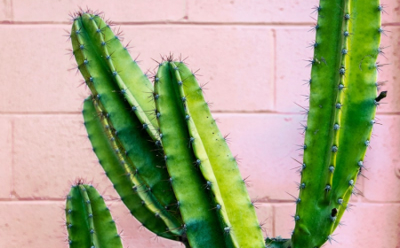 5 Houseplants That Will Protect Your Home From Negative Energy