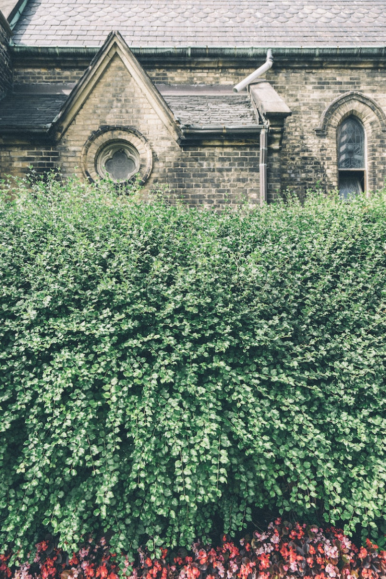 Rewidling: How To Rewild Your Garden In 7 Easy Steps