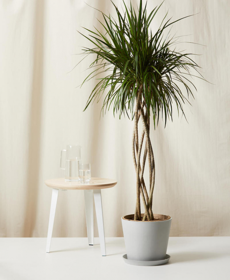 7 Underrated Houseplants You Will Fall In Love With