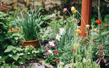Rewidling: How To Rewild Your Garden In 7 Easy Steps
