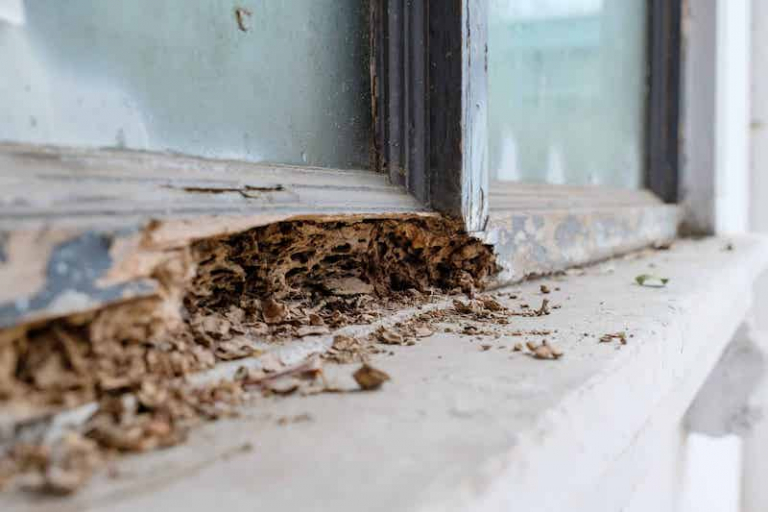 How To Get Rid Of Termites: 7+ Effective Methods