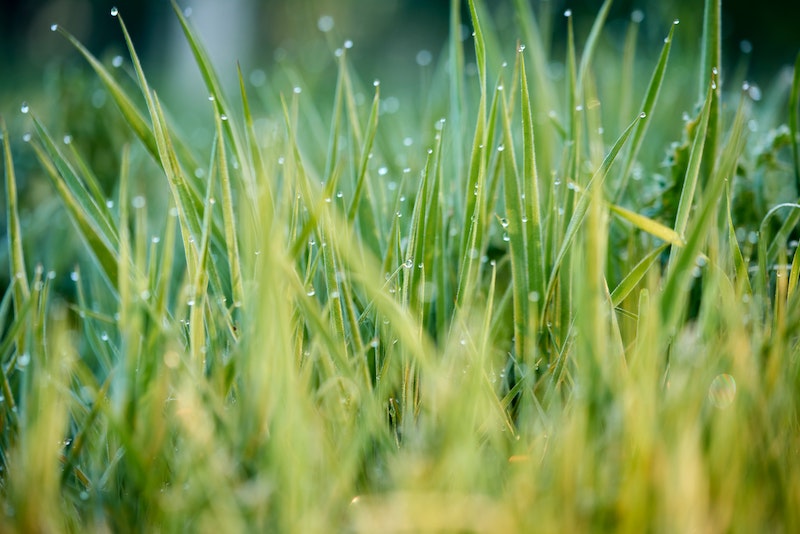Green lawn with sunlight
