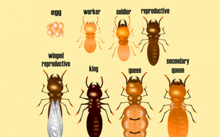 How To Get Rid Of Termites: 7 Effective Methods