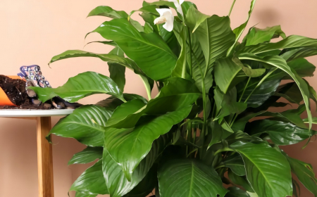 6 Moisture-Loving Houseplants For Less Indoor Humidity