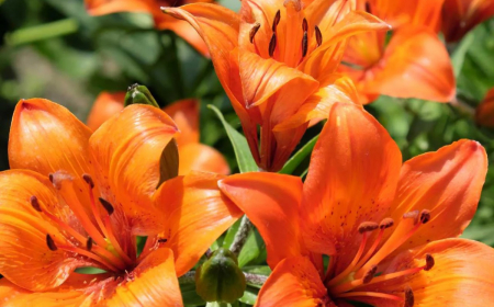 7 Beautiful Sun-Loving Plants That Thrive In Light