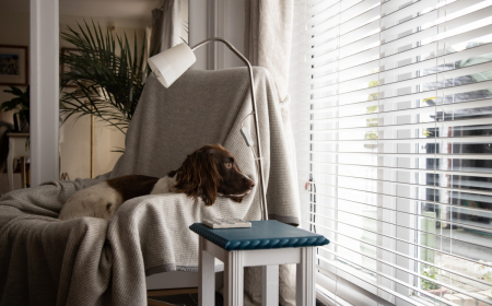 Pet Proofing Your Home And Garden