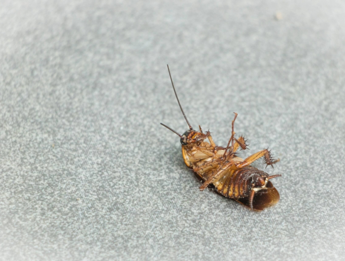 Nature’s Hidden Gem: 5 Amazing Bentonite Clay Benefits