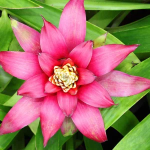 Best Plants For Fence Line: 7 Ways To Add Privacy And Beauty